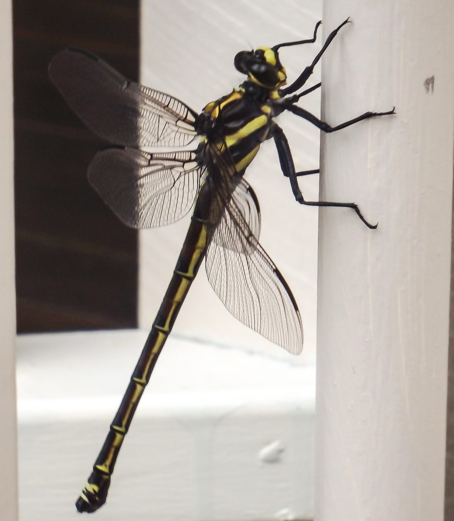 Petalura litorea – There Be Dragonflies